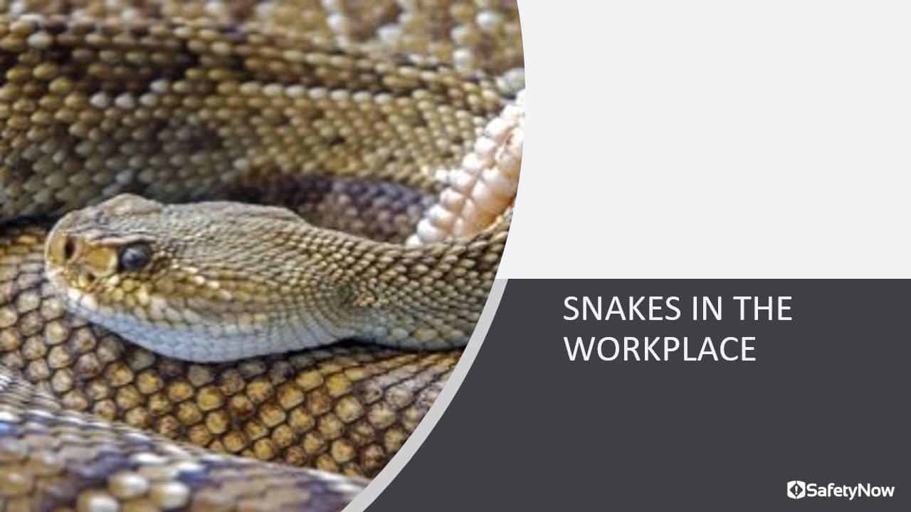 902021Q2-193 Snakes in the Workplace on Vimeo