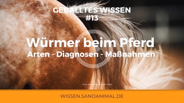 Watch Würmer beim Pferd – Welche gibt es, wie häufig kommen sie vor ...