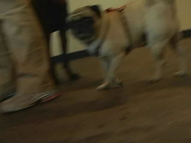Dog Park on Vimeo