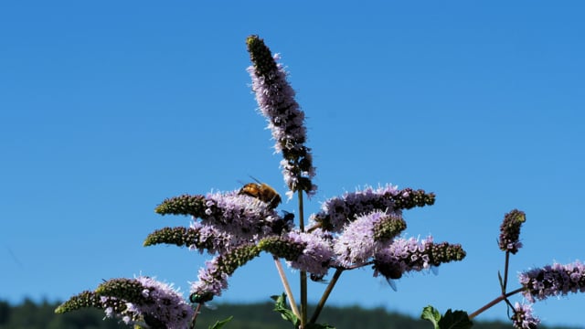 Peppermint Insects Insect Pasture Free Video On Pixabay