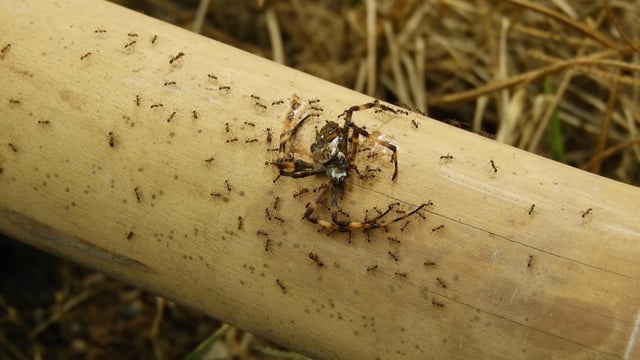 Insects Ants Spider - Free video on Pixabay