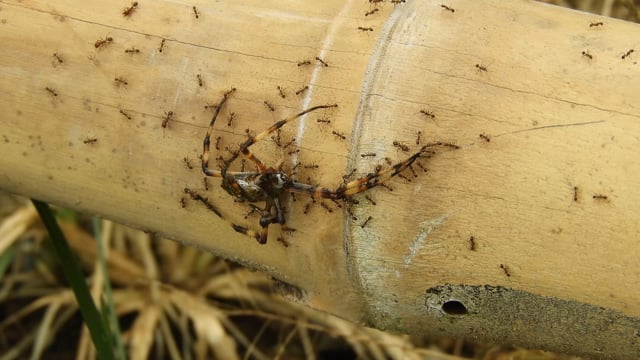 Insects Ants Spiders - Free video on Pixabay