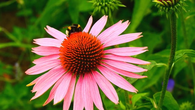 Coneflower, Bee, Plant. Free Stock Video - Pixabay