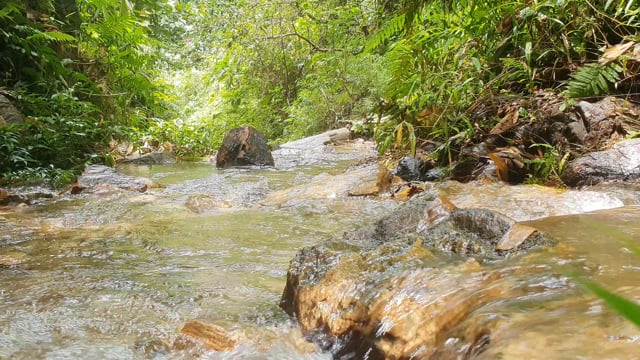 Stream Trees Country Free Stock Video - Pixabay