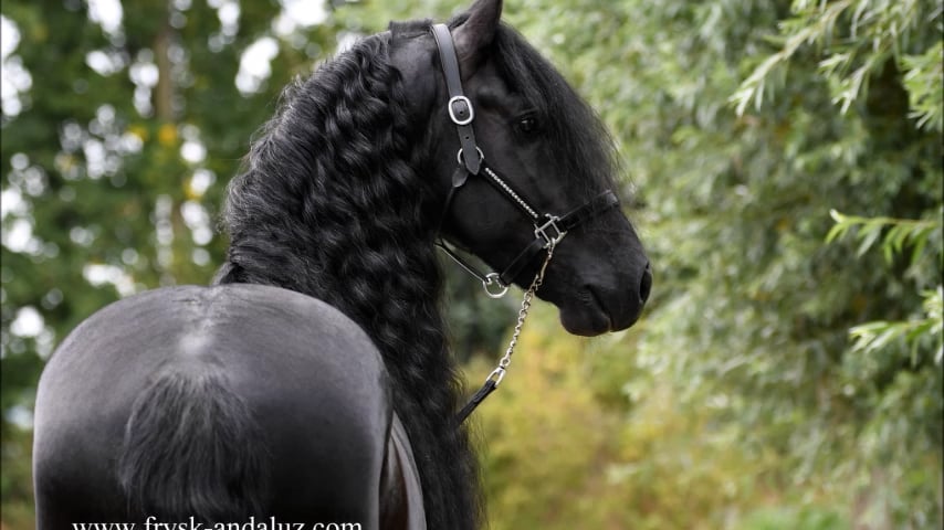 Friesian horse stables "frysk-andaluz" - Riding video of Epke - High ...