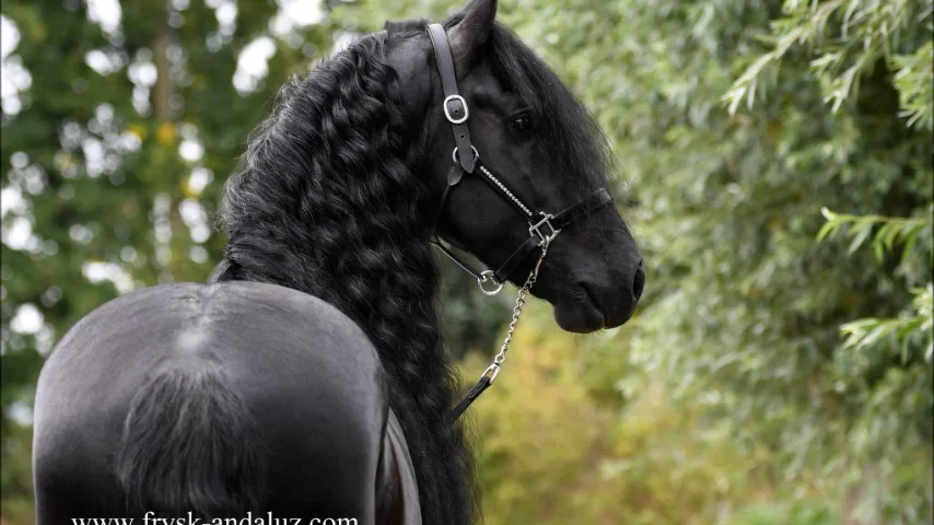 Friesian horse stables "frysk-andaluz" - Riding video of Epke - High ...