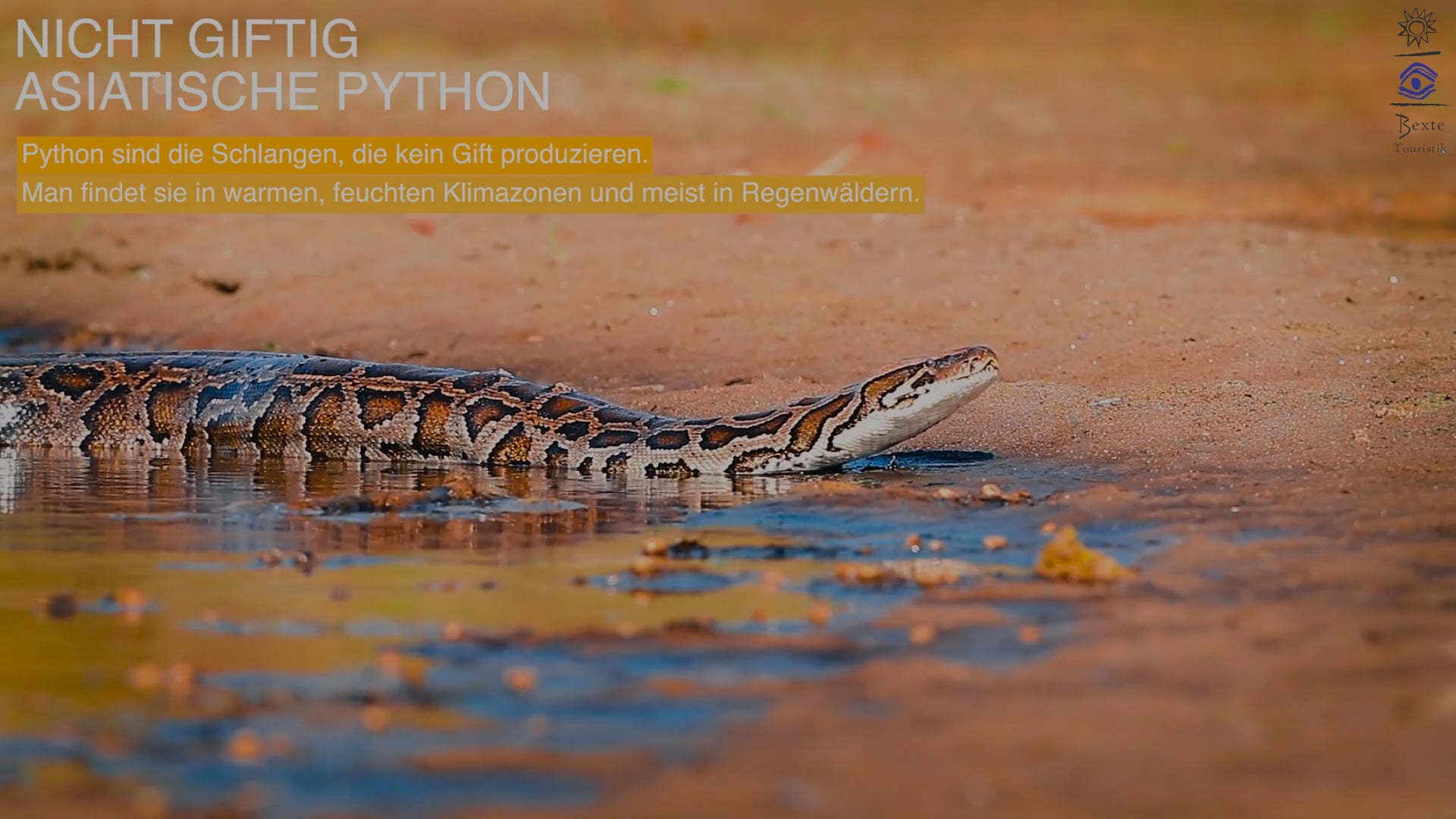 Asiatische Python - Bardiya National Park | Nepal on Vimeo