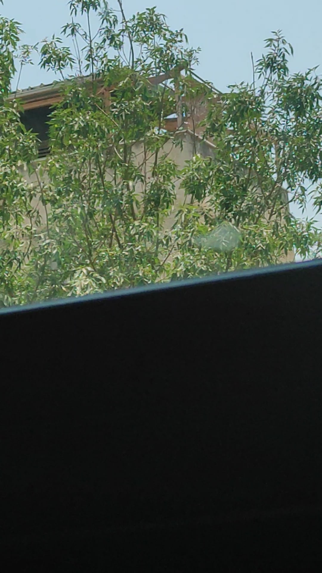Trees on Vimeo