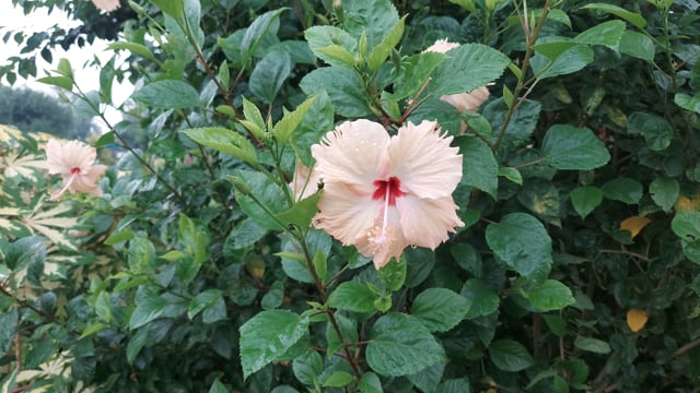 Flower Bloom Plant - Free video on Pixabay