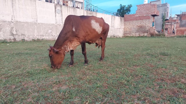 Cow Eating Videos: Download 4+ Free 4K & HD Stock Footage Clips - Pixabay