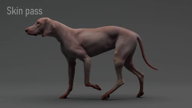 Rigging, animation and tissue simulation in Maya 2022 using Ziva ...