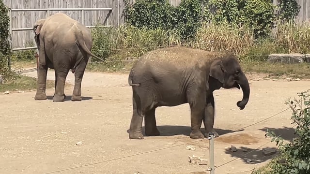 Elephant Pachyderm Tusks - Free video on Pixabay