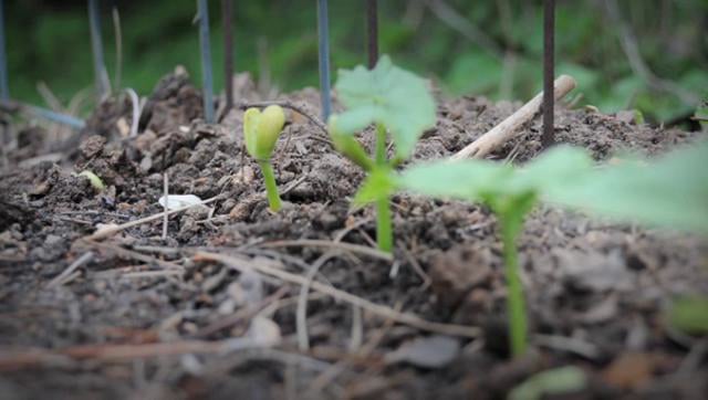 Sprout on Vimeo