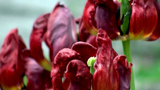 Tulip Flower Nature - Free video on Pixabay