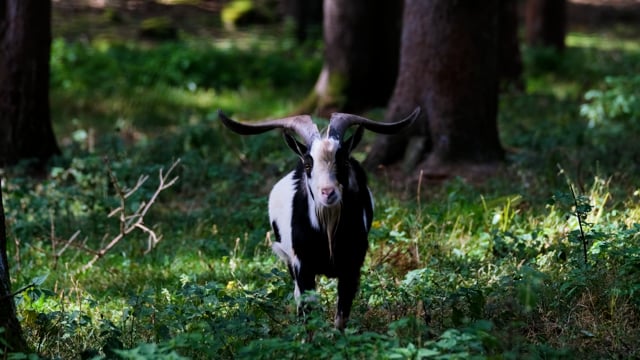 Cabra Cuernos Animal De Granja - Free video on Pixabay - Pixabay