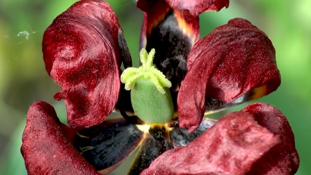 Fleur Tulipe Les Plantes - Free video on Pixabay - Pixabay