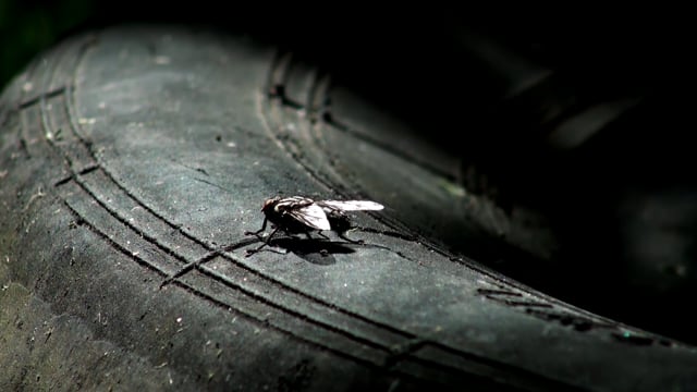 Fly Insect Wheel Free Stock Video - Pixabay