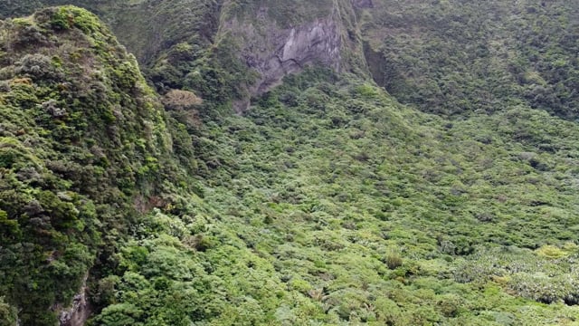 Gunung Pohon Hutan - Free video on Pixabay - Pixabay