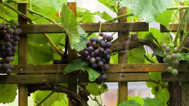 Rain Grapes Storm - Free video on Pixabay