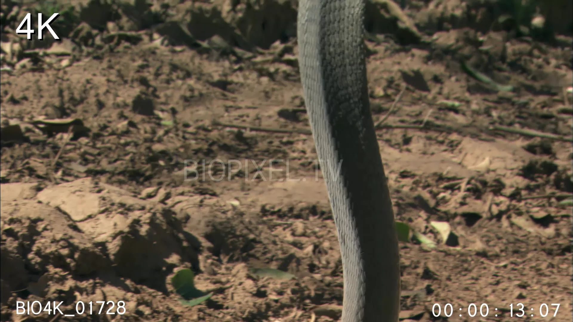 Snakes Mambas - Black Mamba acting aggresively 4K on Vimeo
