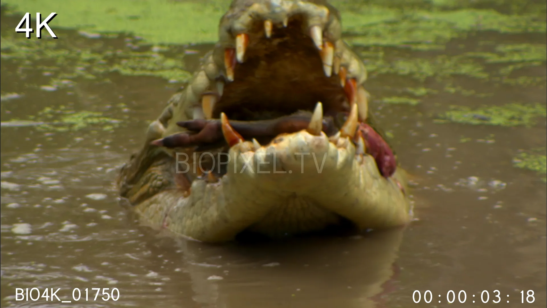 Marsupial Wallaby - Saltwater crocodile feeding on a wallaby 4K on Vimeo