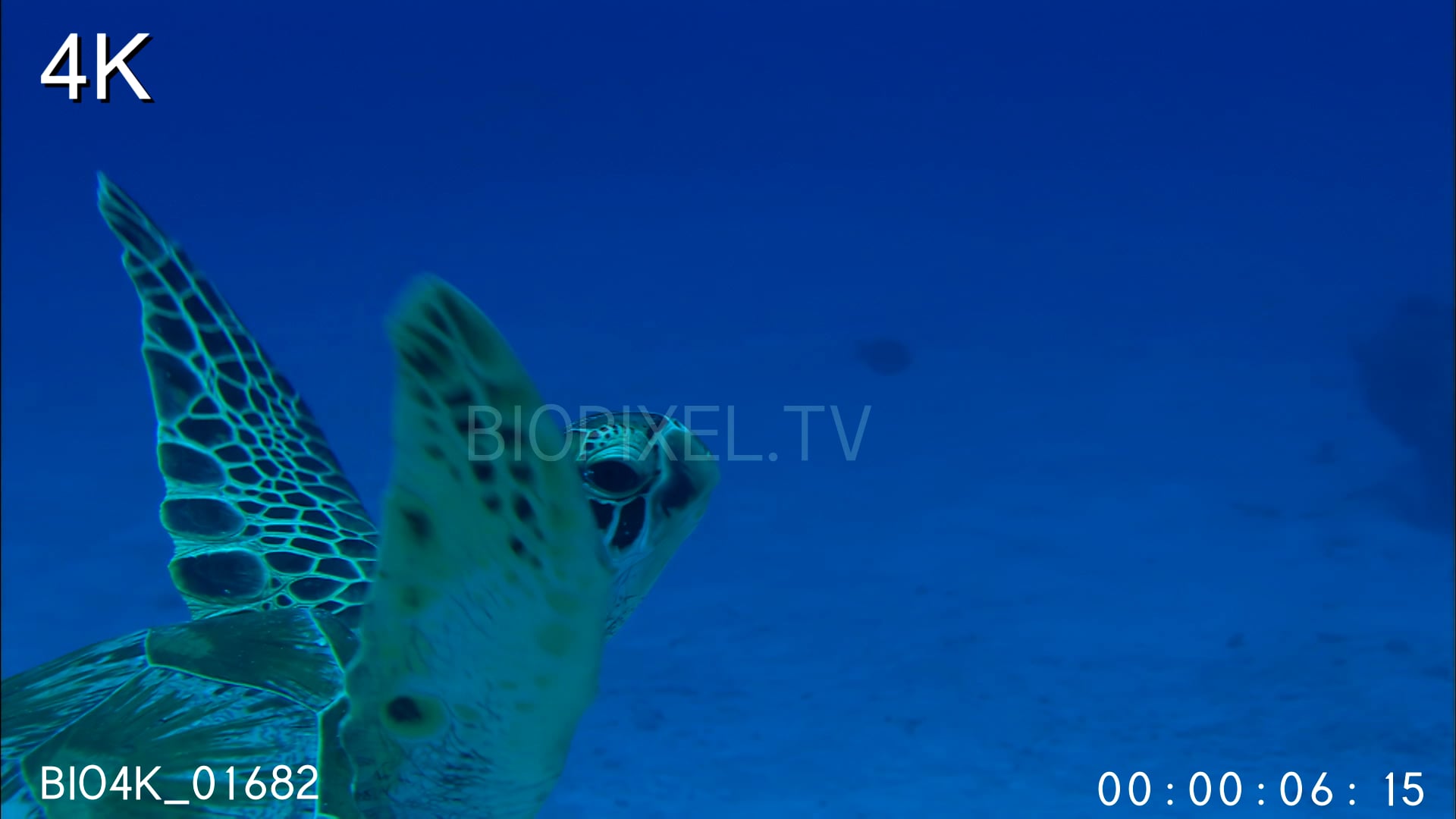 4K Sea Turtles - Sub adult green sea turtle swimming over reef 4K on Vimeo