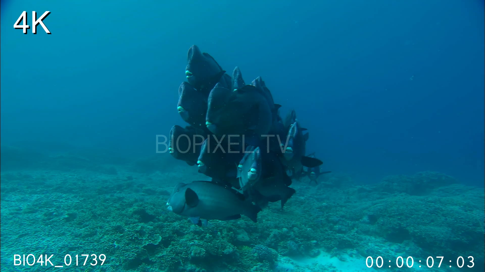 Fish Parrotfish - School of bumphead parrotfish in defensive ball 4K on ...