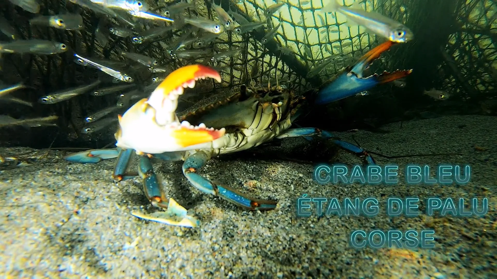 L'invasion des crabes bleus.