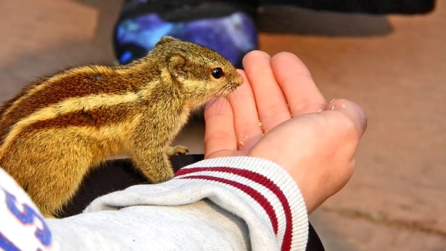 Animal, Nature, Cute. Free Stock Video - Pixabay