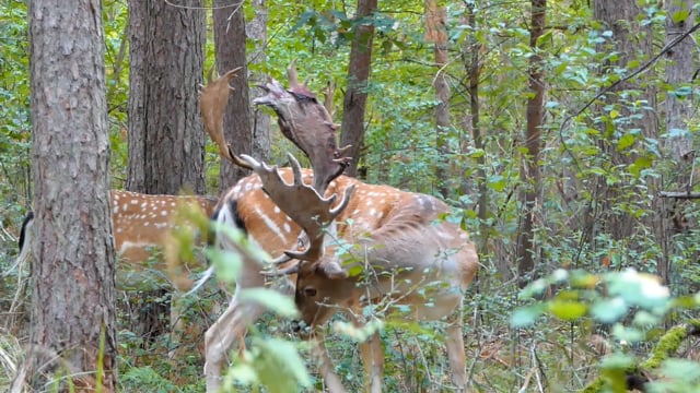 Gamos Rebaño Toros - Free video on Pixabay - Pixabay