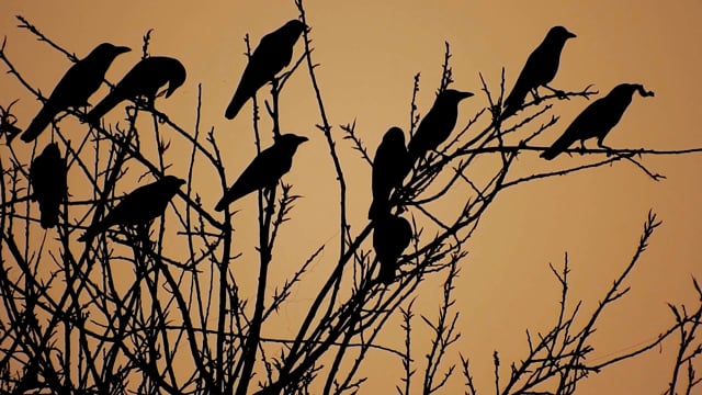 Corbeaux Des Oiseaux Faune - Free video on Pixabay