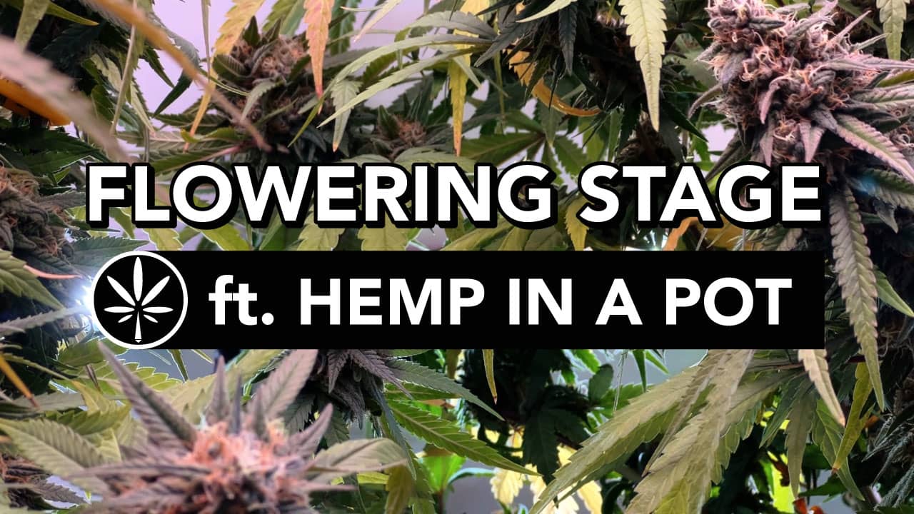 Hemp Flowering Stage on Vimeo