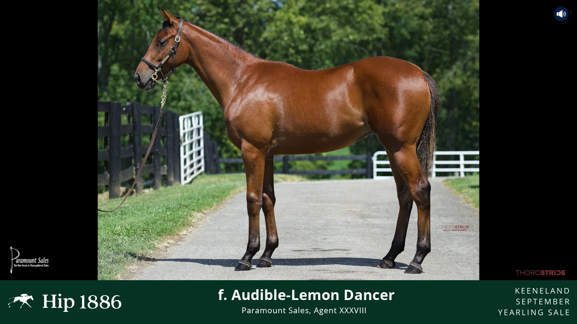 KEESEP22_1886_Lemon Dancer 21 on Vimeo