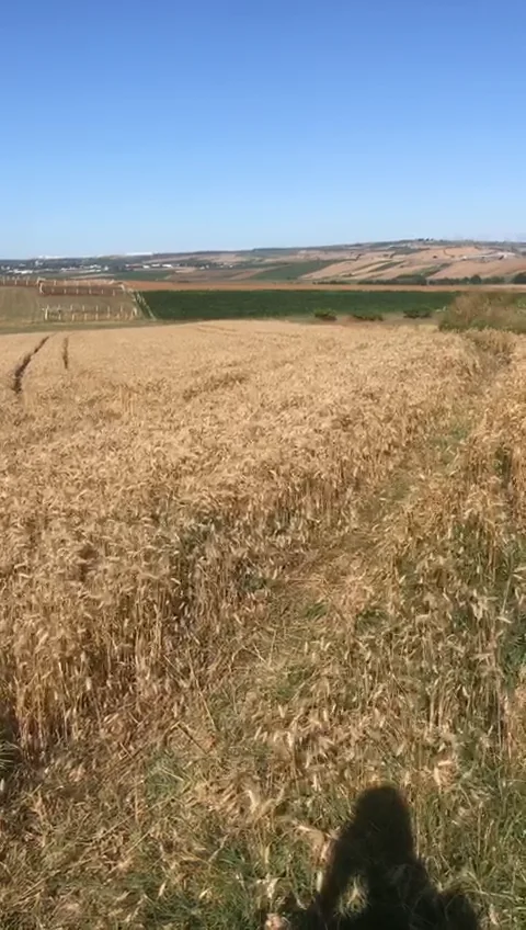 Tarla İstanbul: İSTANBUL ÇATALCA İZZETTİN`DE 6159 M2 SATILIK TARLA on Vimeo