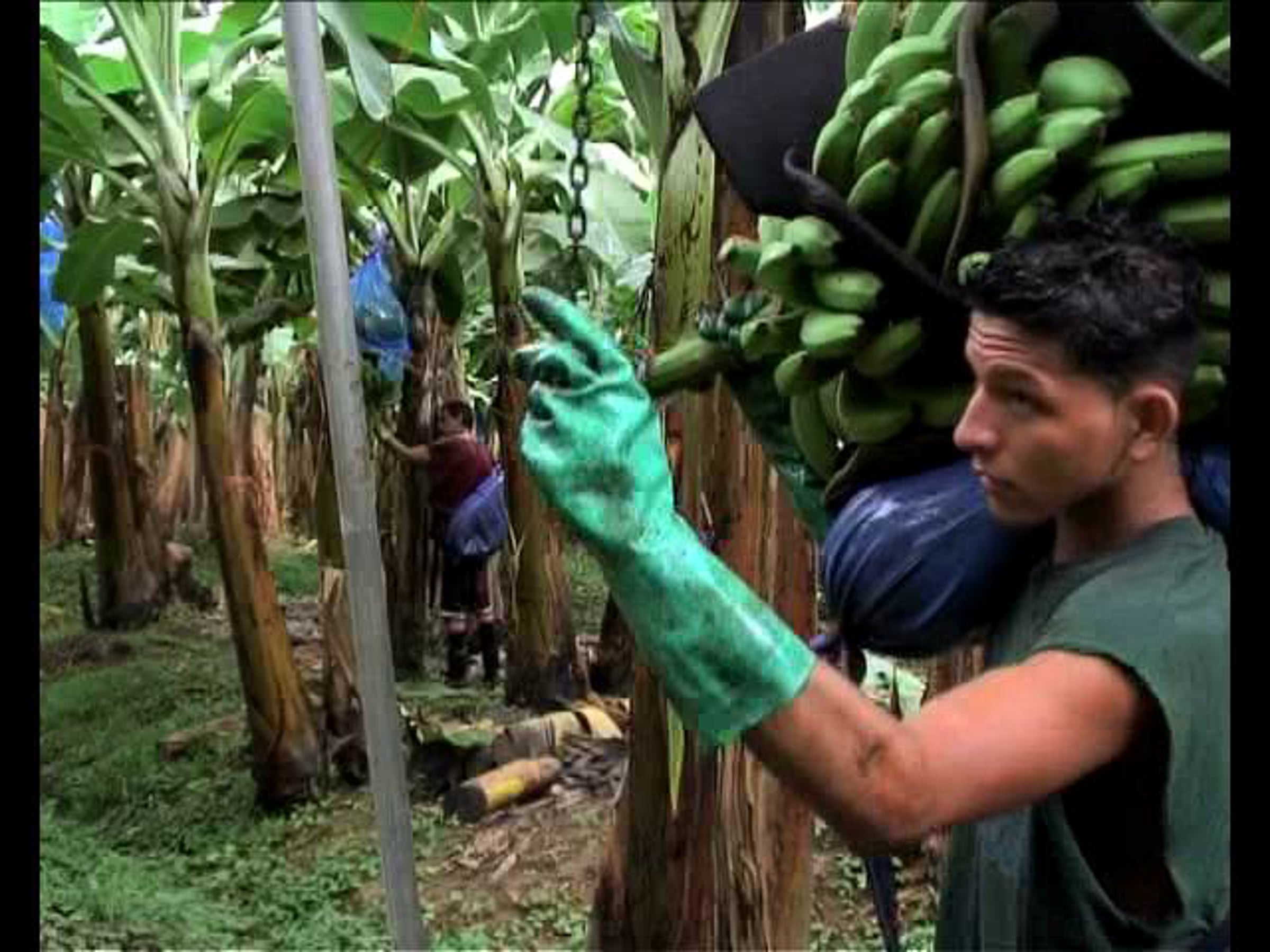 From Plant to Box - Director: Jan Nimmo