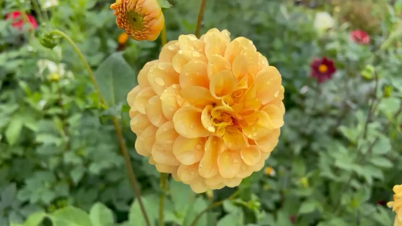 Deepest Yellow on Vimeo