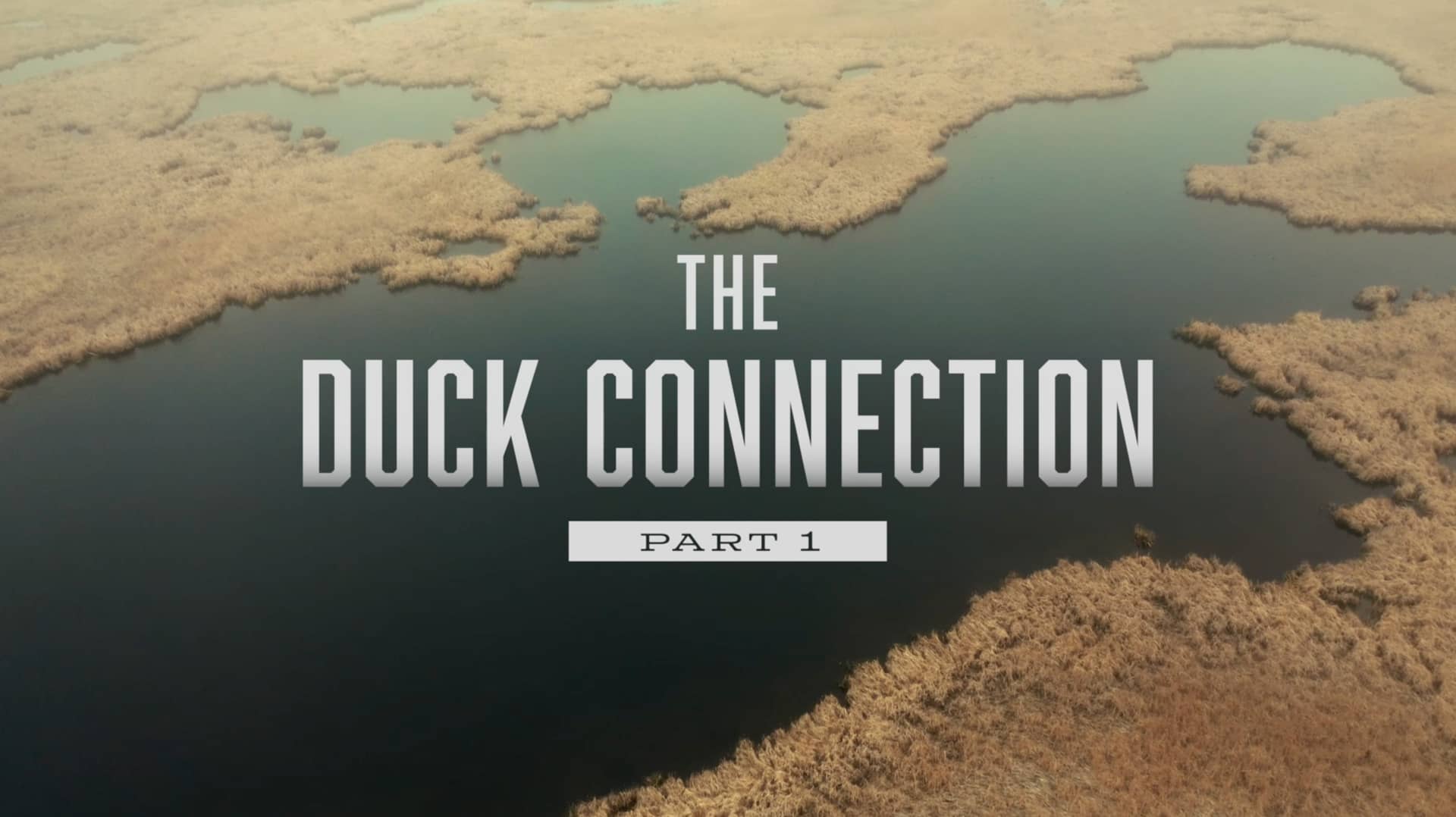The Duck Connection on Vimeo