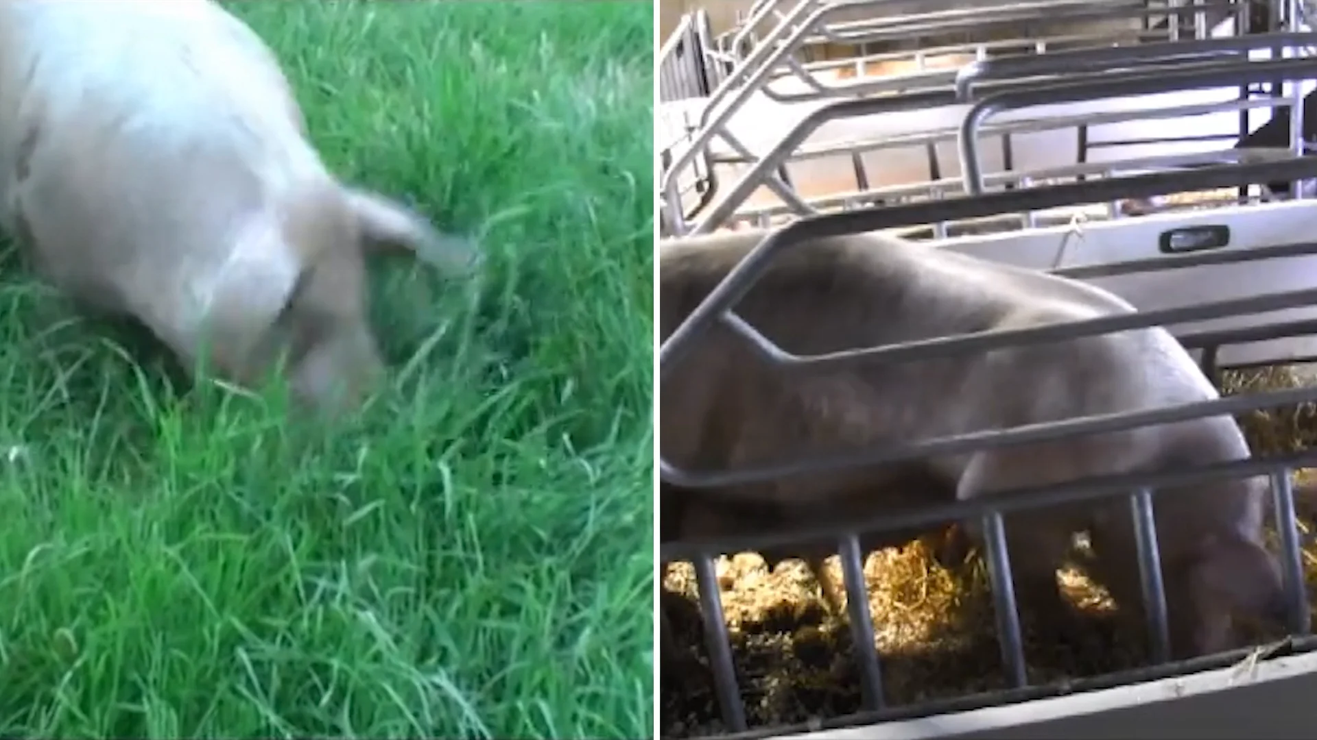 Pig Nesting Behaviour on Vimeo