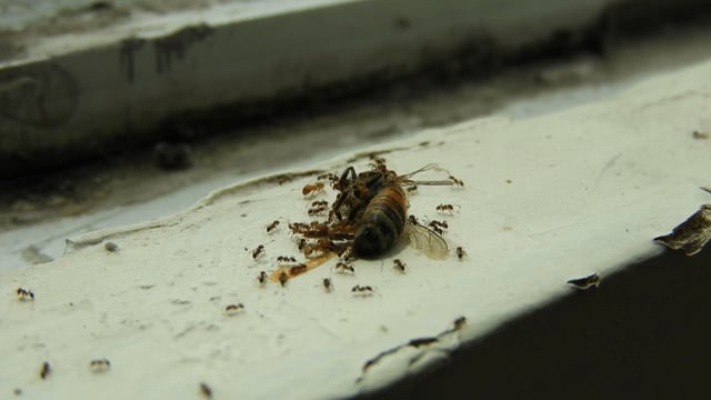 Hormigas Abeja Insectos - Free video on Pixabay - Pixabay