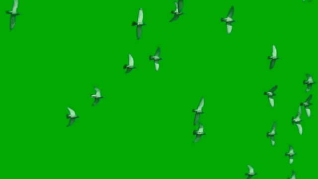 Flying, Bird, Green. Free Stock Video - Pixabay