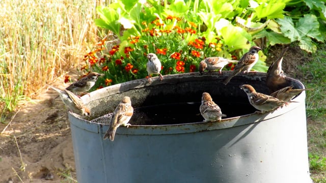 Sparrows Birds Animal - Free video on Pixabay