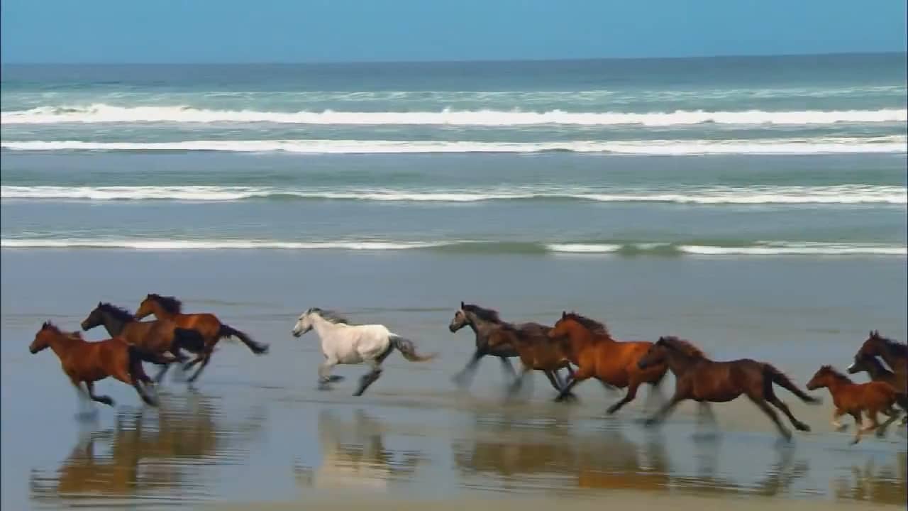 Amazing Animals Video on Vimeo