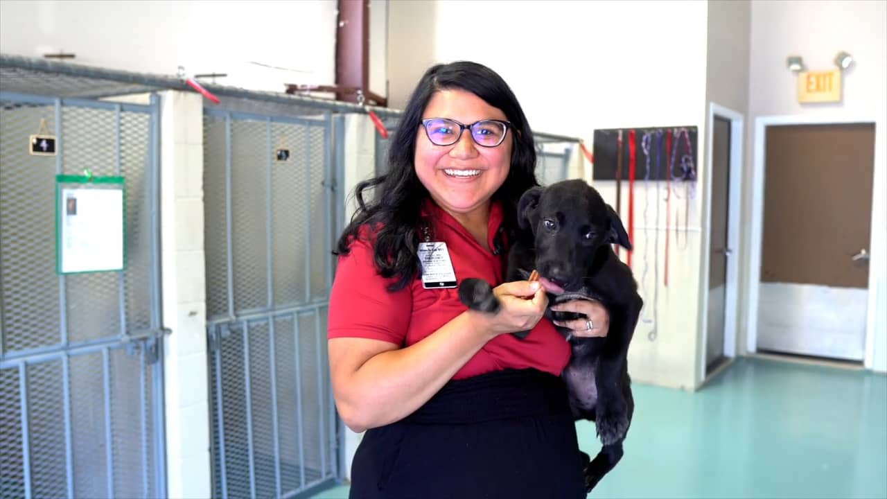 Adopt BANDIT today! He's our Jon Wayne Rescue Pet of the Month for ...