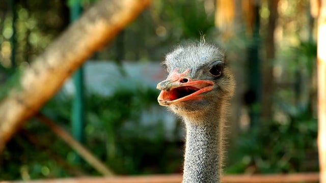Ostrich Videos: Download 27+ Free 4K & HD Stock Footage Clips - Pixabay