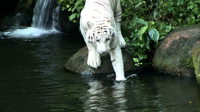 Tiger Katzen See - Free video on Pixabay - Pixabay