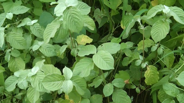 Achyranthes Aspera, Prickly Chaff Flower, अघाडा. Free Stock Video - Pixabay
