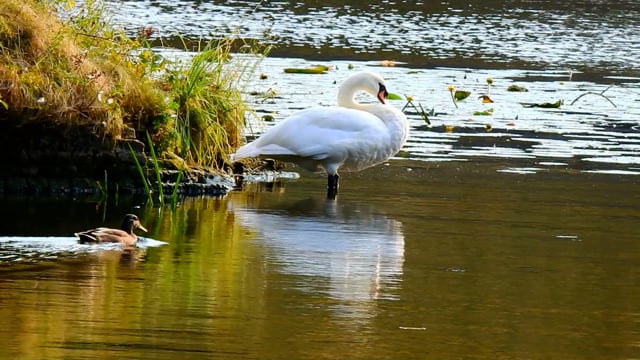 Swan, Duck, Waterbird. Free Stock Video - Pixabay