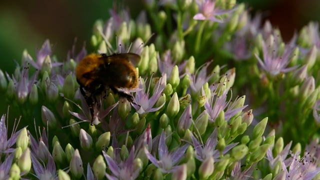 Insect Pollination Fly - Free video on Pixabay