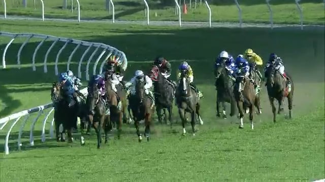 I Am Invincible - Stallion | Breednet