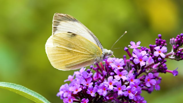 Butterfly Insect Nectar - Free video on Pixabay